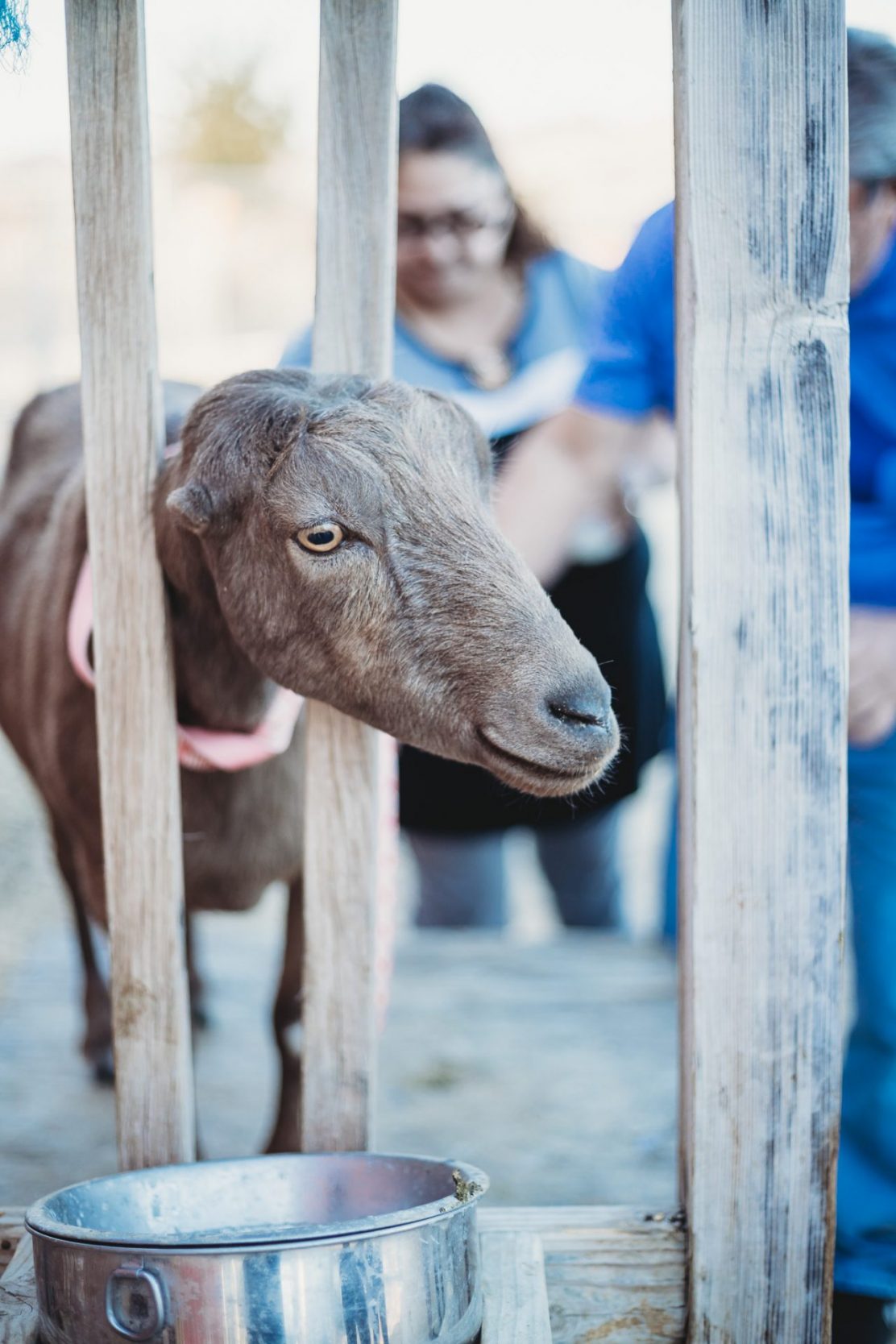 6 Things you Need for Goat Milking - Flip Flop Ranch