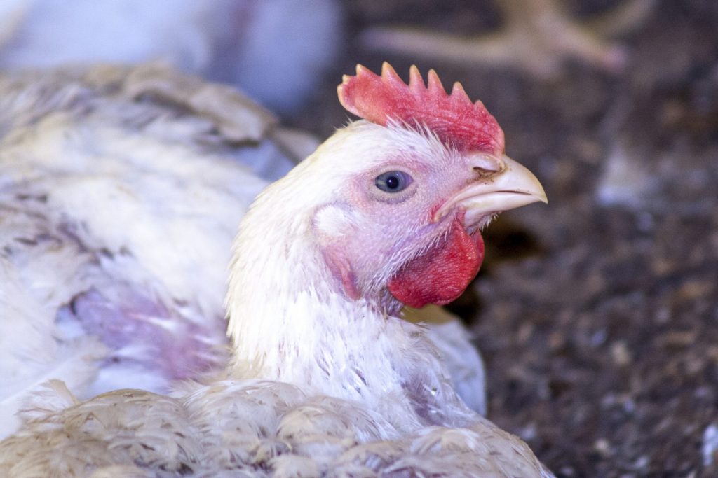 Newcastle disease California 2020 - Flip Flop Ranch