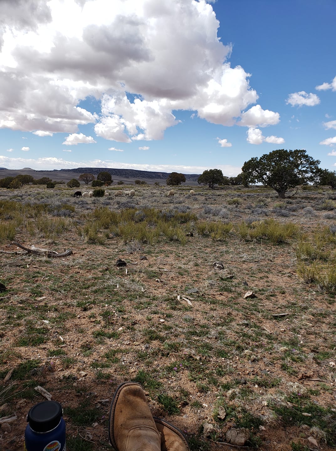 Breeds of sheep: Our Experience with Navajo Churro Sheep